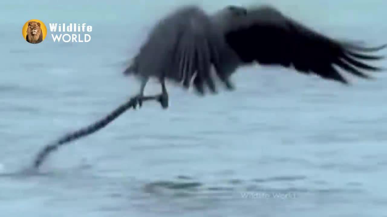 eagle captures a goat-amazing raptors and eagle - One News Page VIDEO