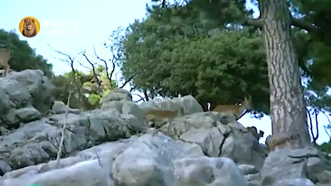 Amazing birds hunt - One News Page VIDEO