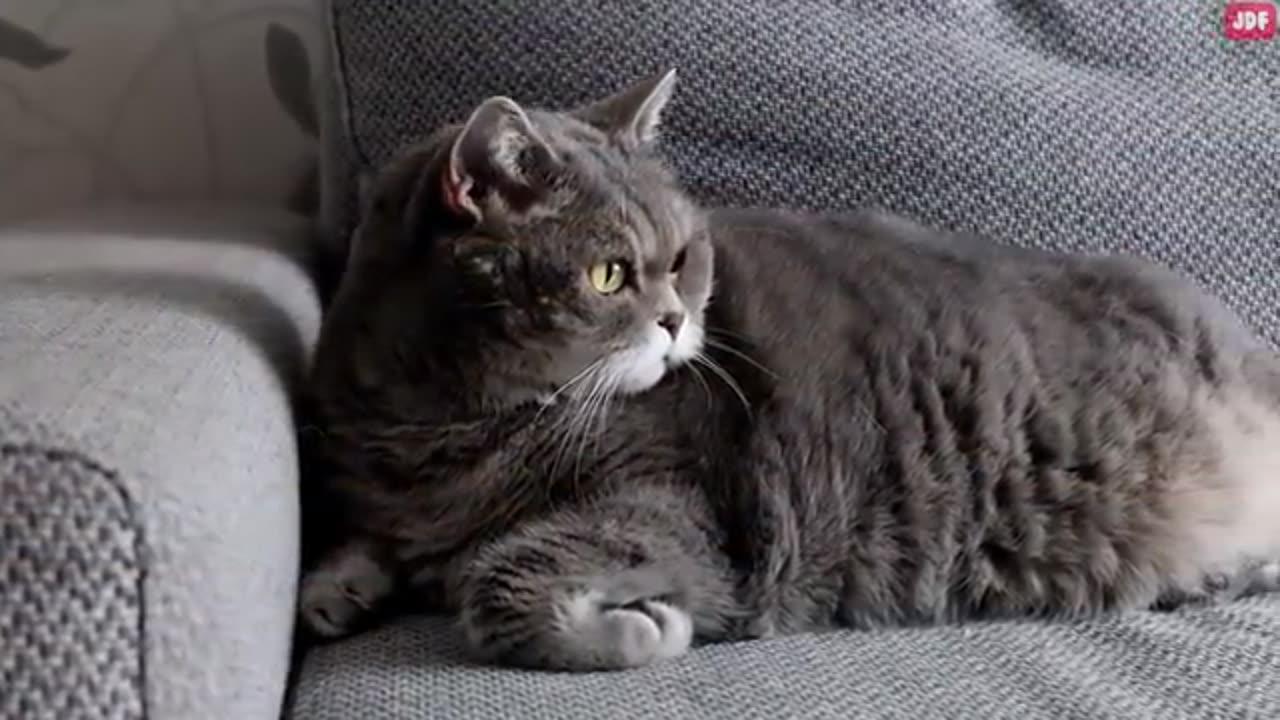 Real meanings dehind 9 strange cat behaviors - One News Page VIDEO