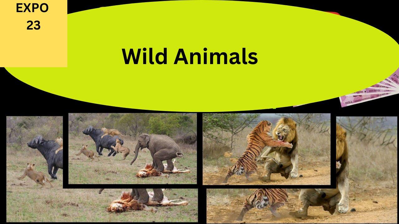 Wild animals refer to non-domesticated animals - One News Page VIDEO