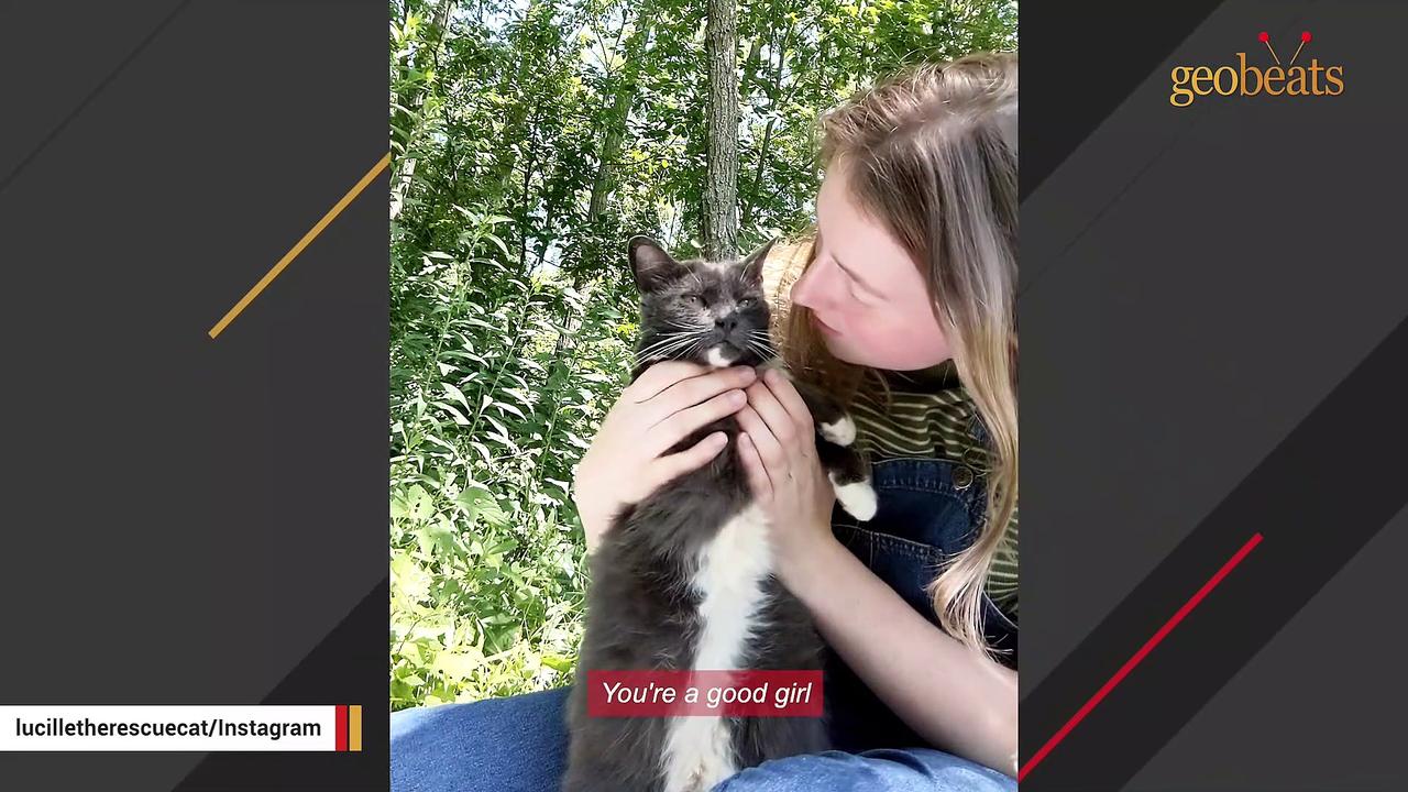 This cat was given up twice. Then someone gave - One News Page VIDEO