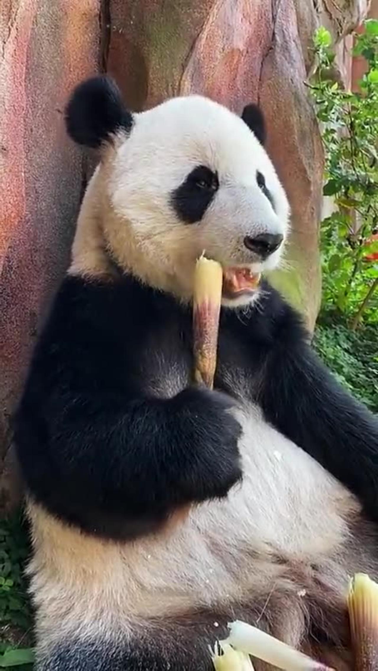 Pandas eat - One News Page VIDEO
