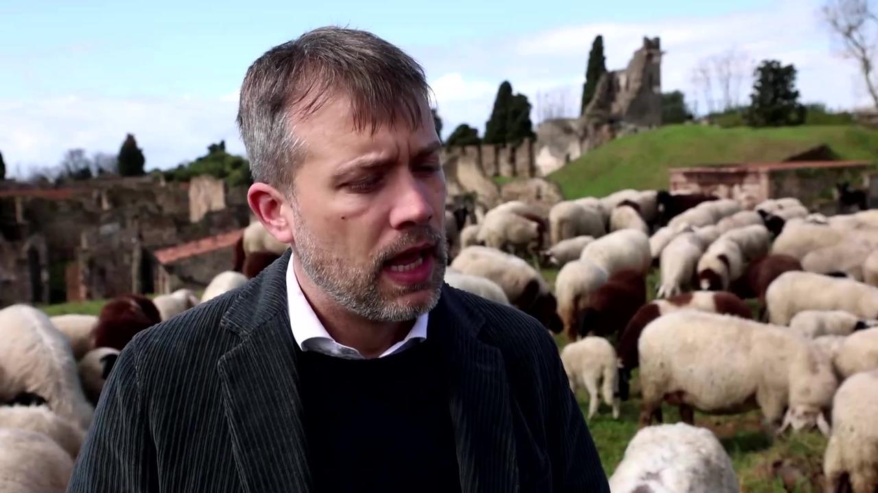 Sheep take over Pompeii to tackle unruly - One News Page VIDEO