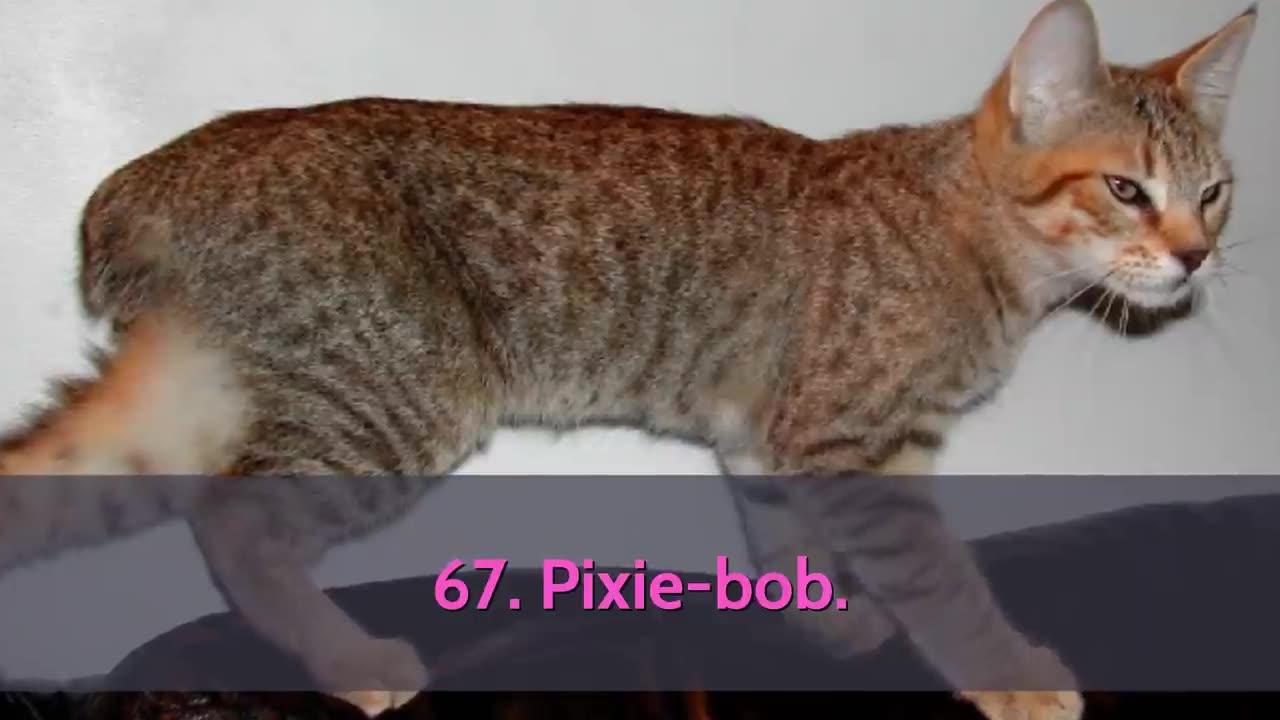 All Cat Breeds A-Z With Pictures! (all 98 breeds - One News Page VIDEO