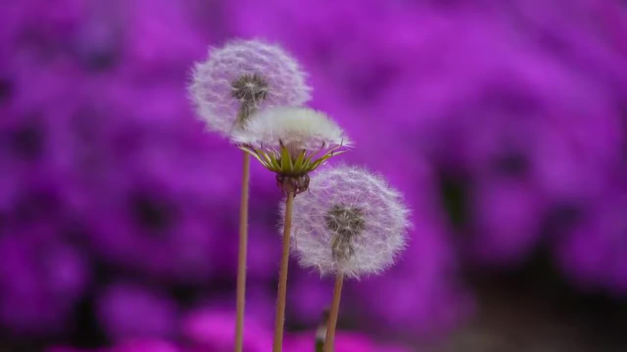 The Frequency of Flowers | Spring Meditation | - One News Page VIDEO