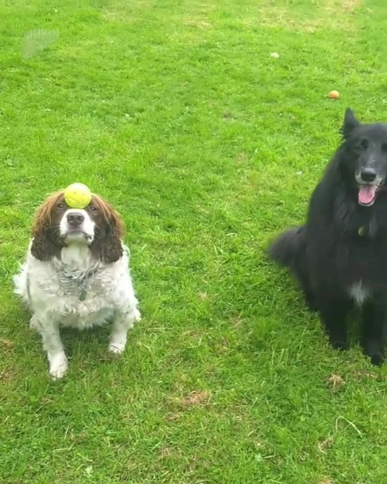 Dog Balancing Ball on Nose Throws it to Other - One News Page VIDEO