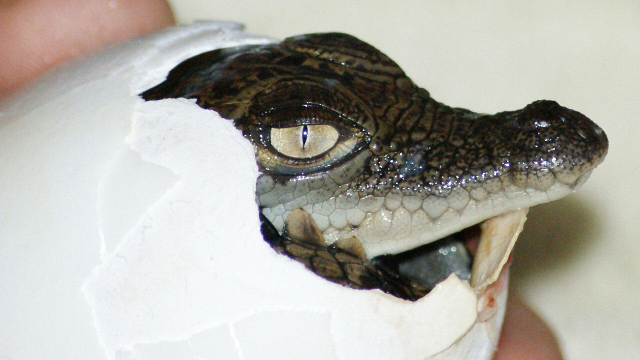 Birth of a Saltwater Crocodile - One News Page VIDEO