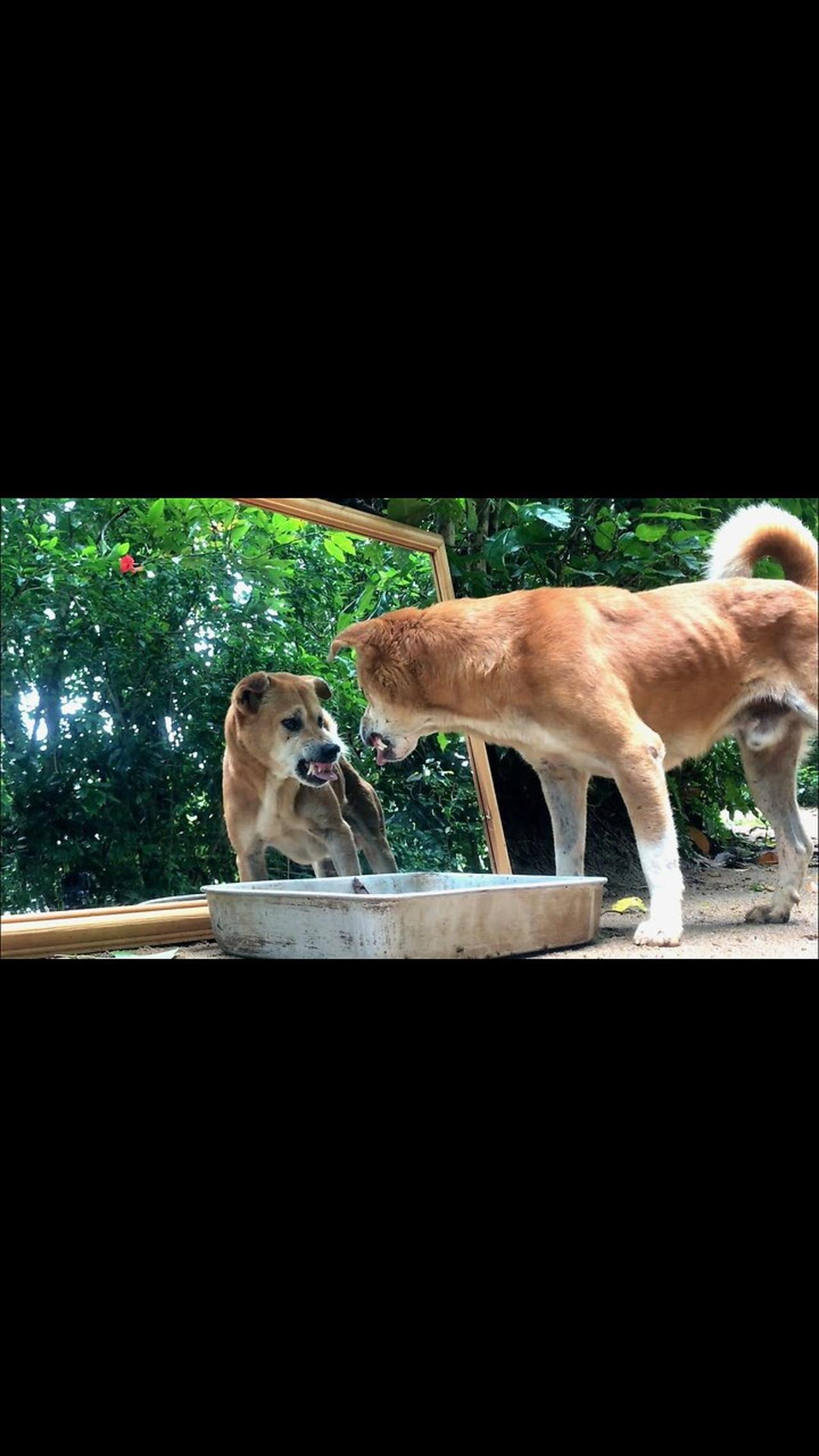 Funny moments with animals #3 - One News Page VIDEO