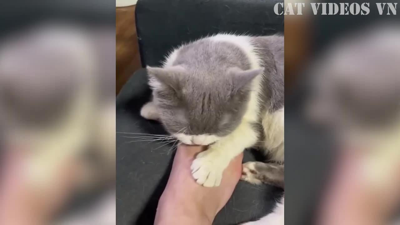 Funniest Cats and Dogs Compilation _ Best - One News Page VIDEO