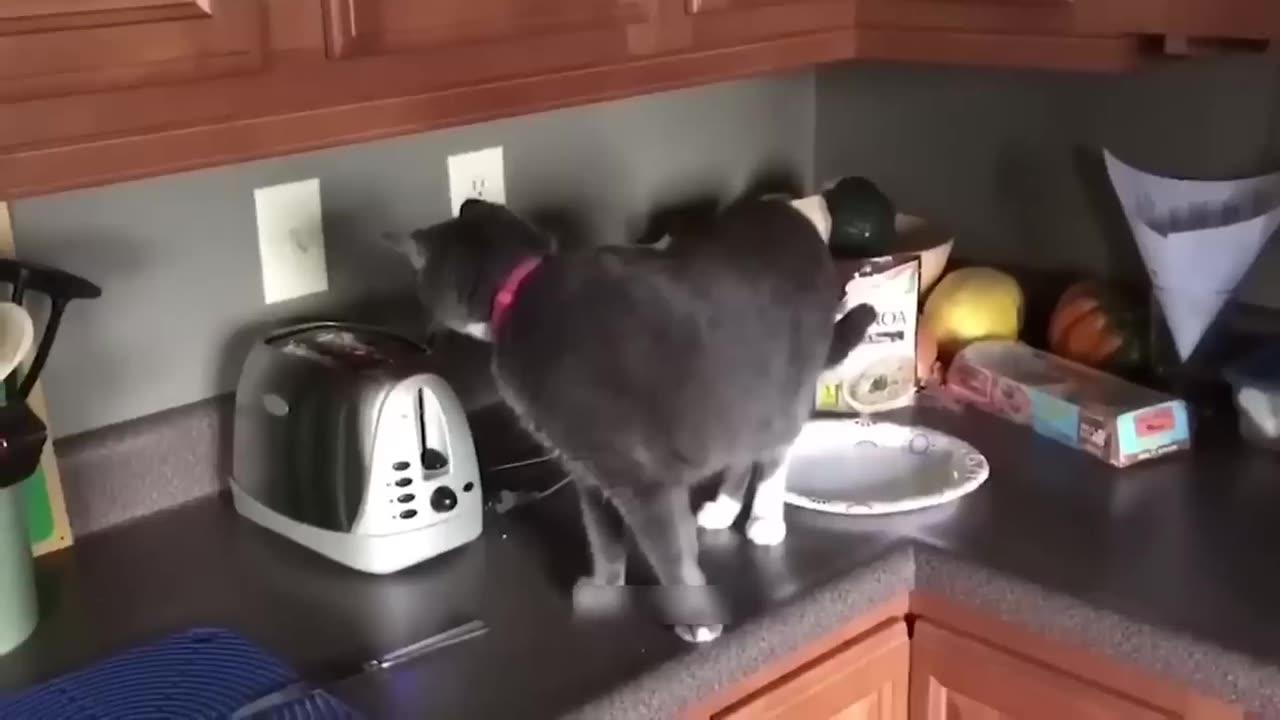 Best Funniest Animals 2023 Funniest Dogs And - One News Page VIDEO