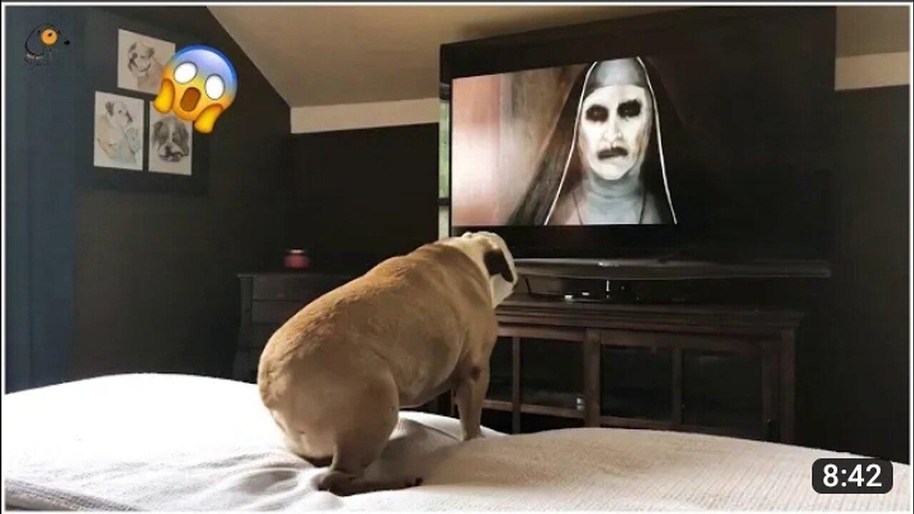 AWW SO FUNNY---- Super Dogs And Cats Reaction - One News Page VIDEO