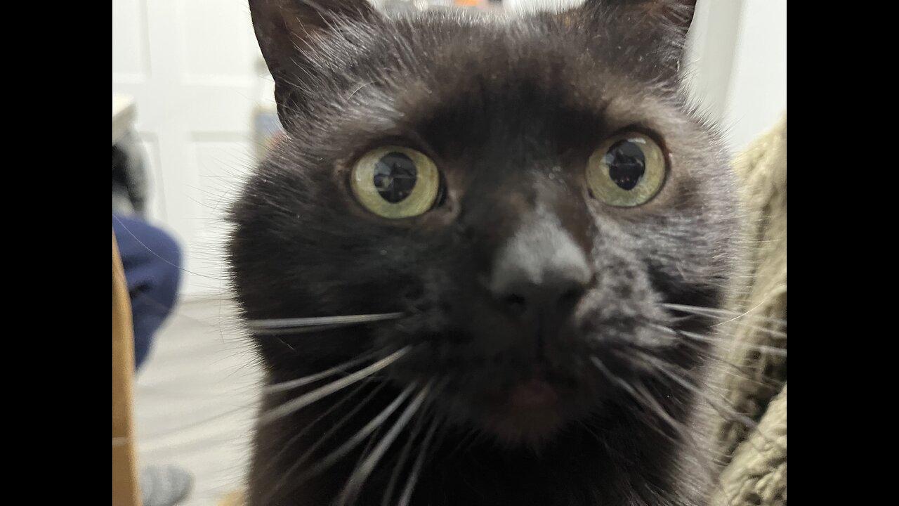 Lu Bear the Black Cat being cute - One News Page VIDEO