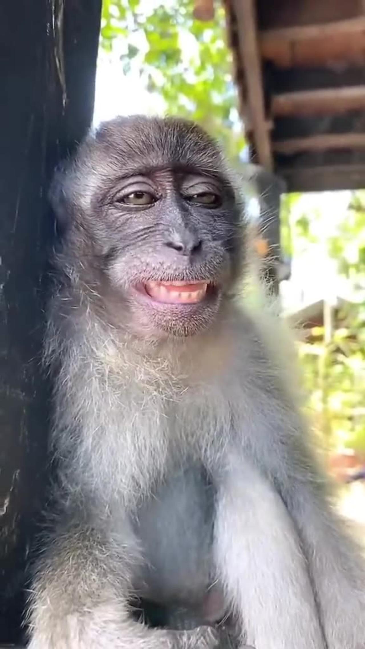 funny monkey - One News Page VIDEO