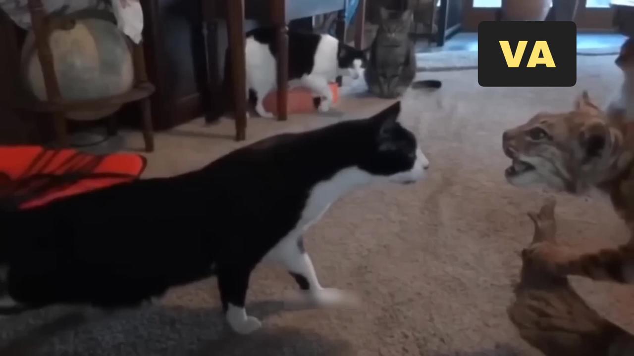 "Hilarious Cat Compilation - You Won't - One News Page VIDEO