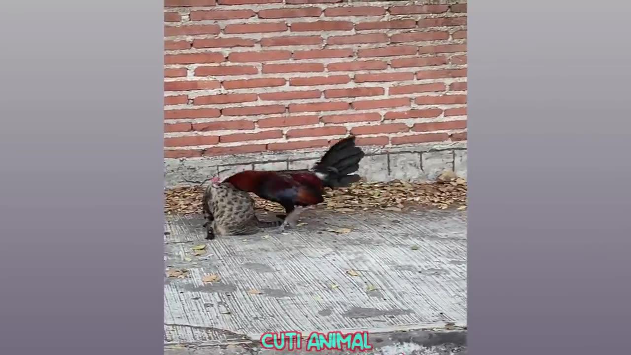 Funny jungali animals viral video - One News Page VIDEO