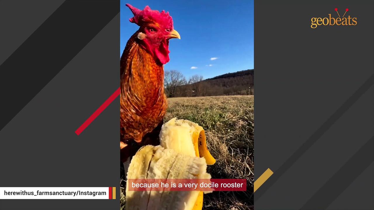Rooster falls in love with special needs chicken - One News Page VIDEO