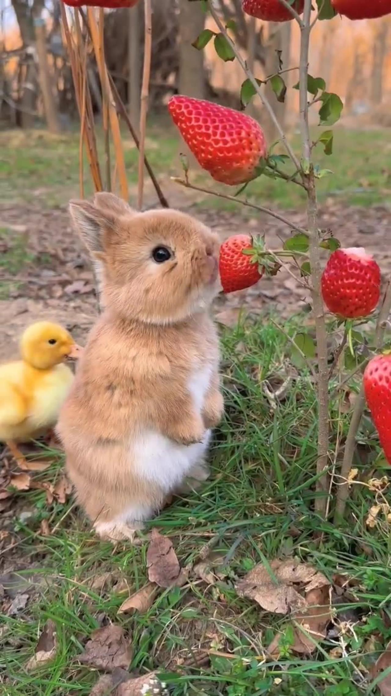 Cute baby rapit eating stobary and enjoying the - One News Page VIDEO