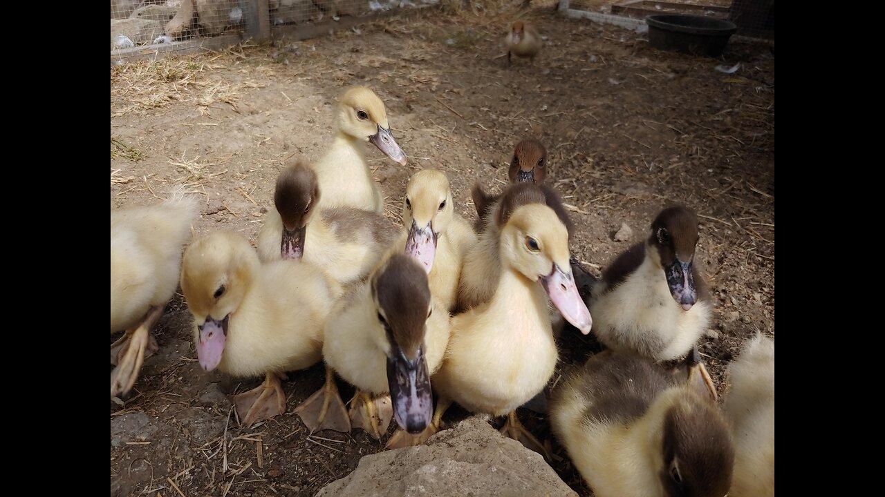 Life on Doc's Farm : Mavis Institute 🎵 - One News Page VIDEO