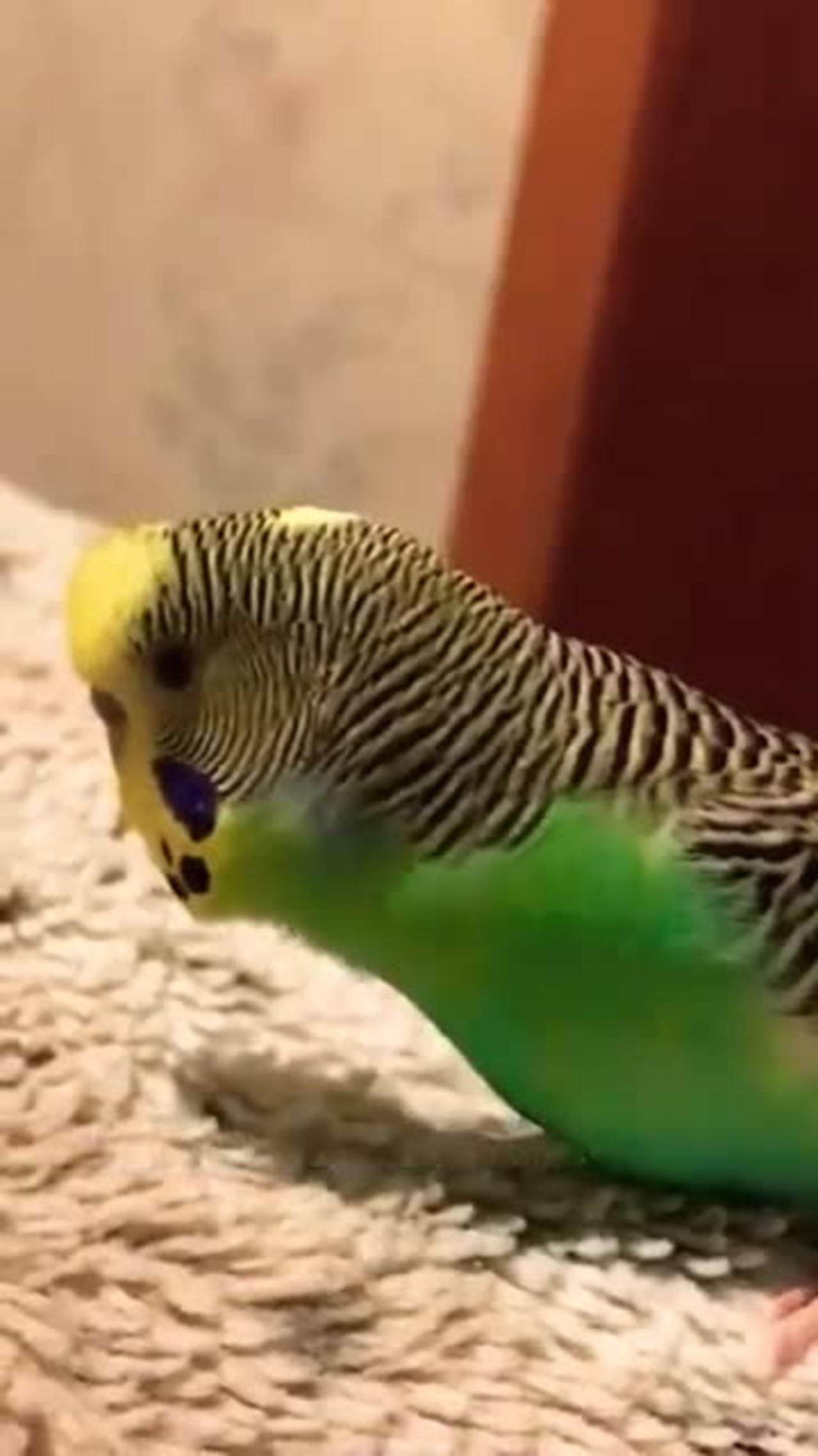 Meet my talking bird video - One News Page VIDEO