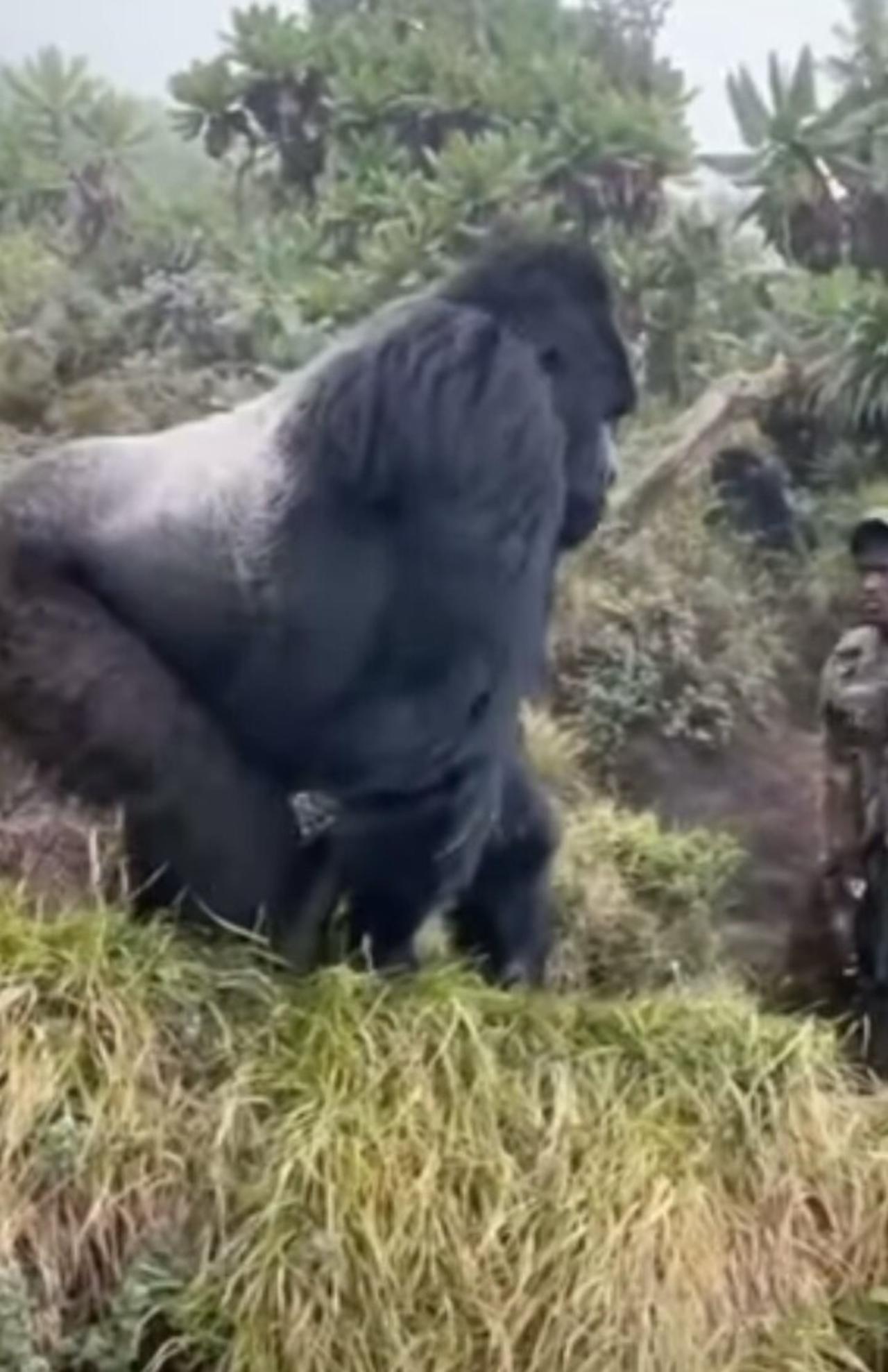 Military Gorilla demands his respect - One News Page VIDEO