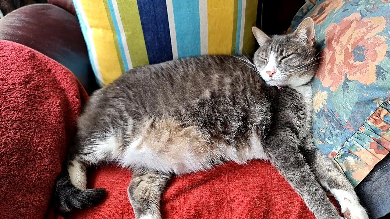 Cat naps on recliner with cushions ASMR no music - One News Page VIDEO