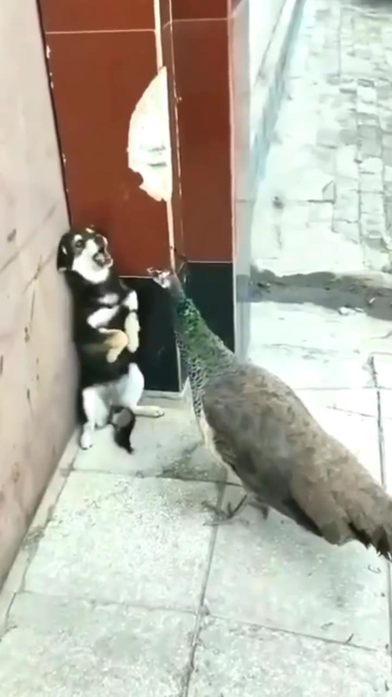 Dog video - One News Page VIDEO