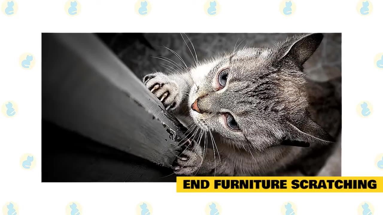 Cats 101 : Basic Cat Training Tips - One News Page VIDEO