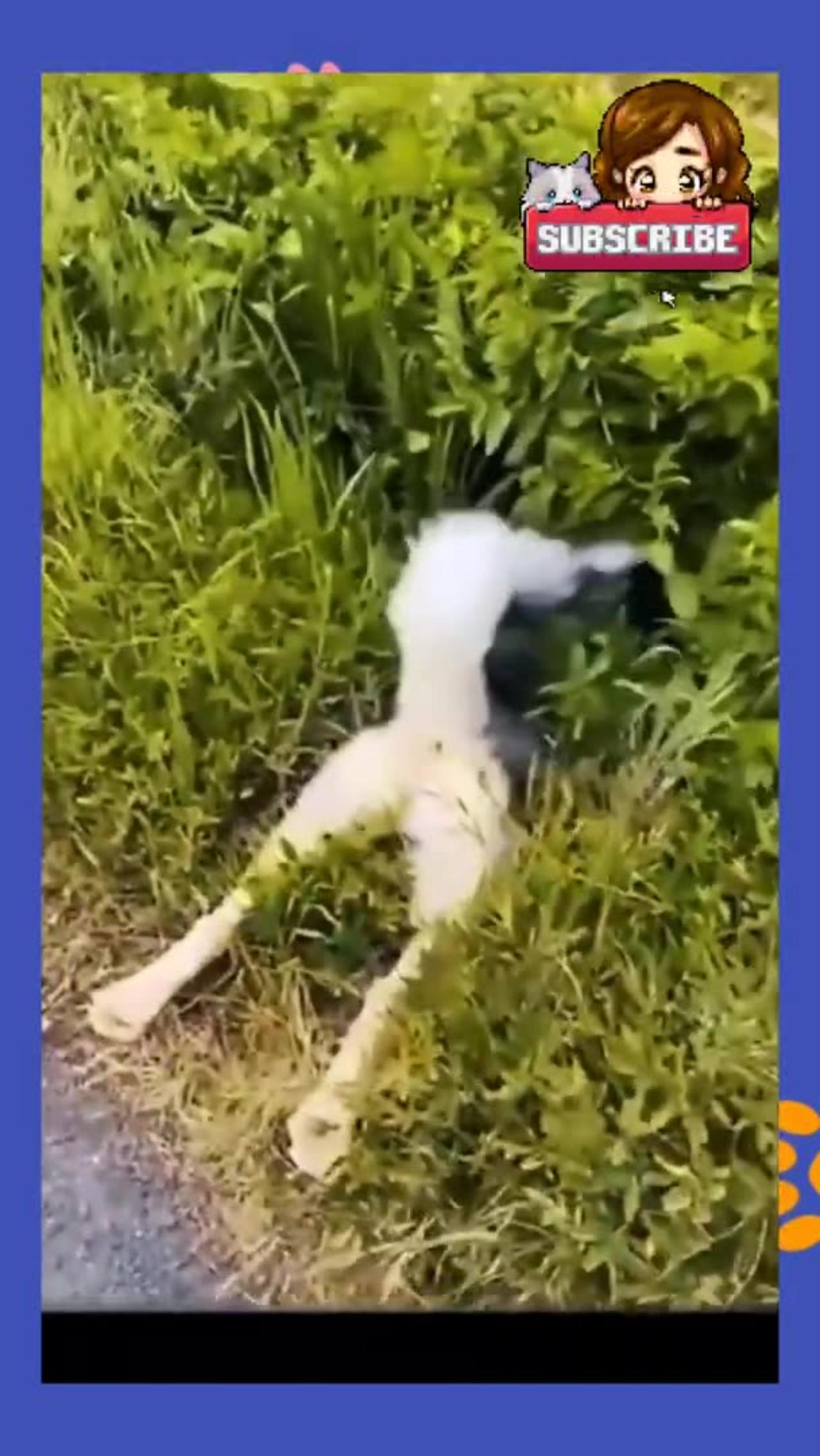 Try not to laugh Funny animals - One News Page VIDEO Try not to laugh Funny animals - One News Page VIDEO