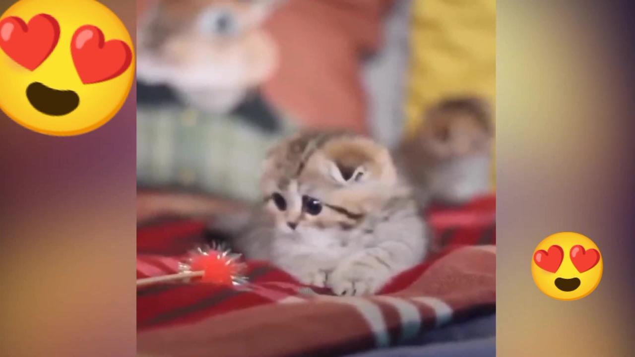 Crazy little cat you've never seen before. - One News Page VIDEO