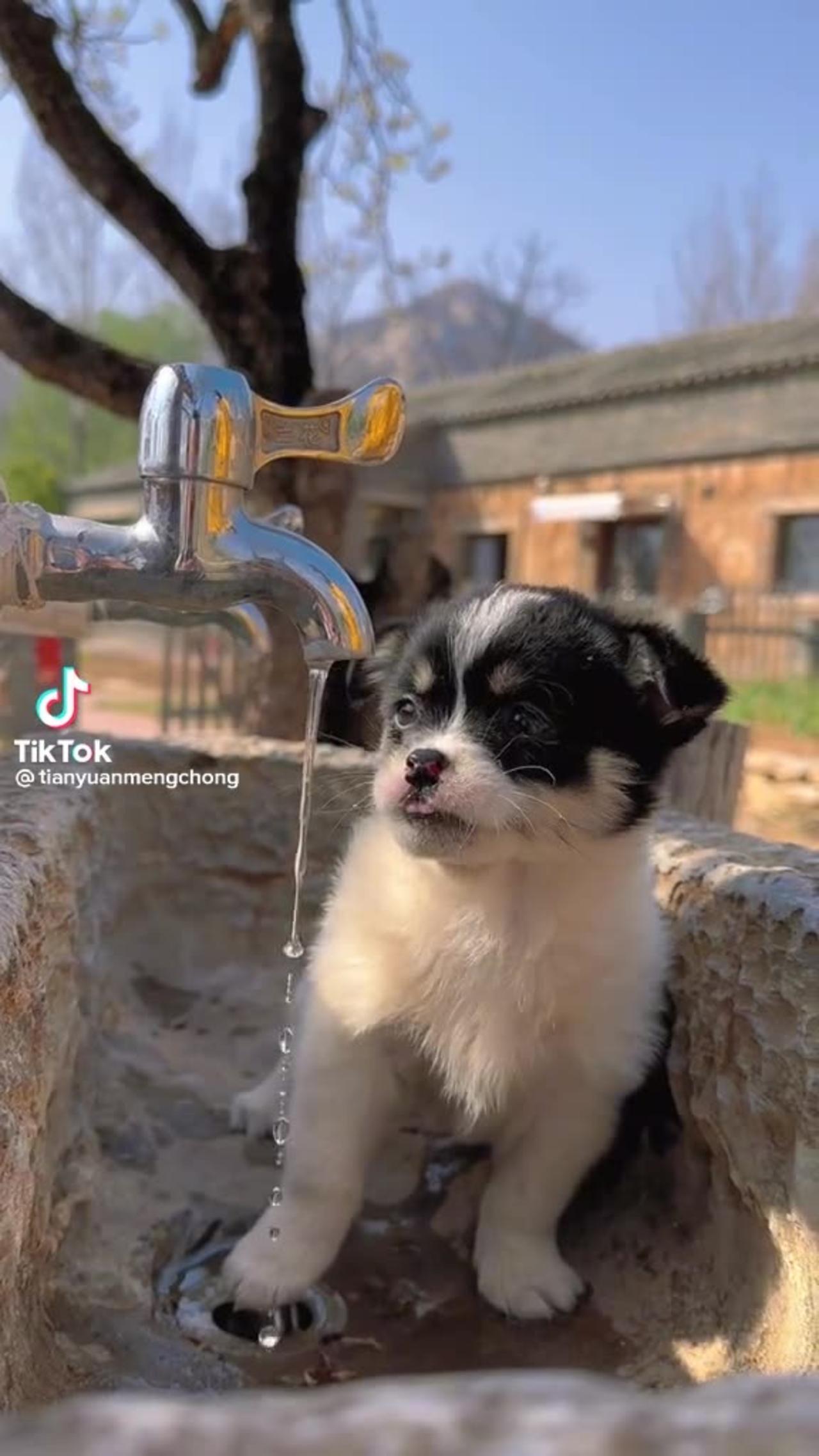 So cute 🥰🥰 dogs 🐕 - One News Page VIDEO