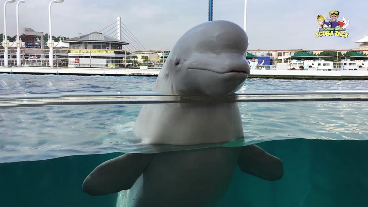 Beluga Whales Video for Kids With FREE Activity - One News Page VIDEO