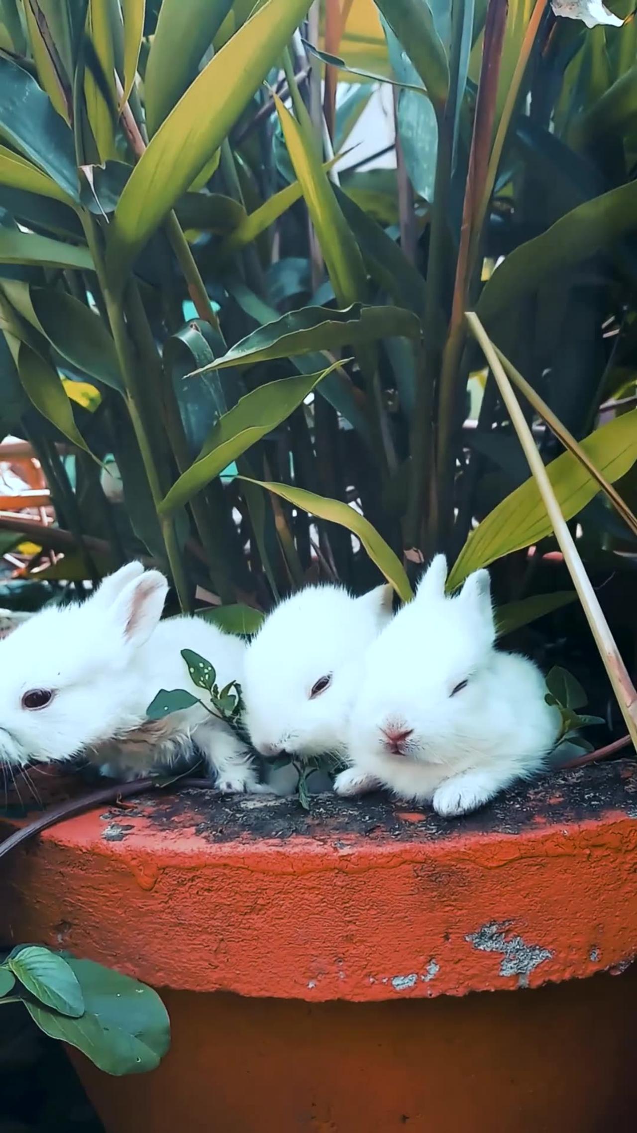 Cute Rabbits - One News Page VIDEO