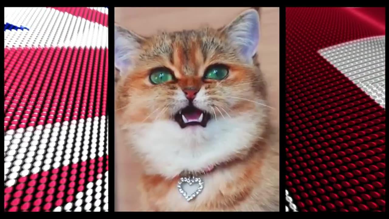 Cats Singing London Bridge Is Falling Down - One News Page VIDEO