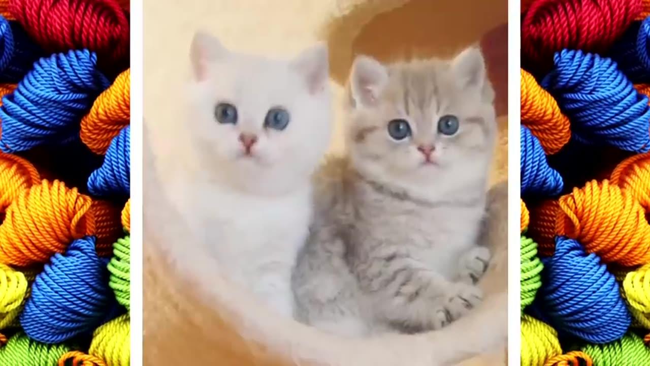 Cats Sing Itsy Bitsy Spider Nursery Rhymes - One News Page VIDEO