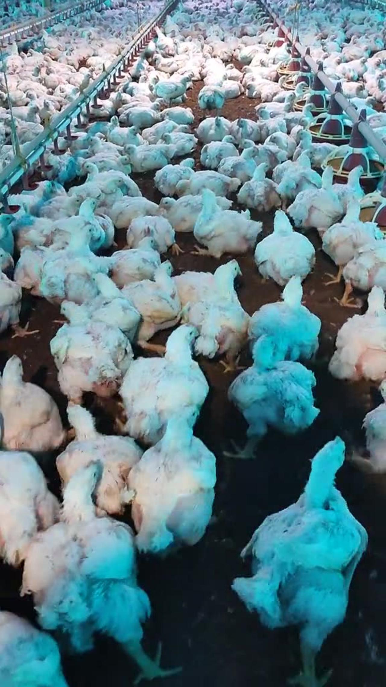 Chicken farm house , hens , farm house , animals - One News Page VIDEO