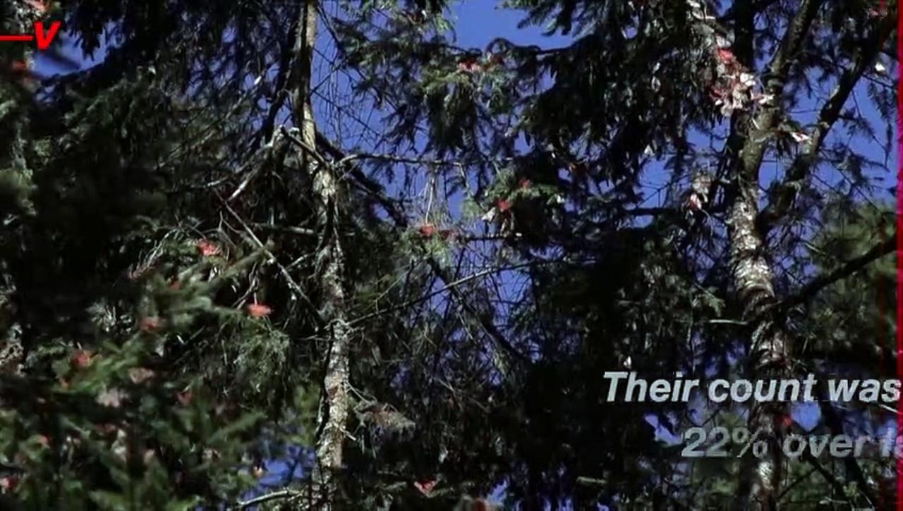 Monarch Butterflies Are Disappearing at an - One News Page VIDEO