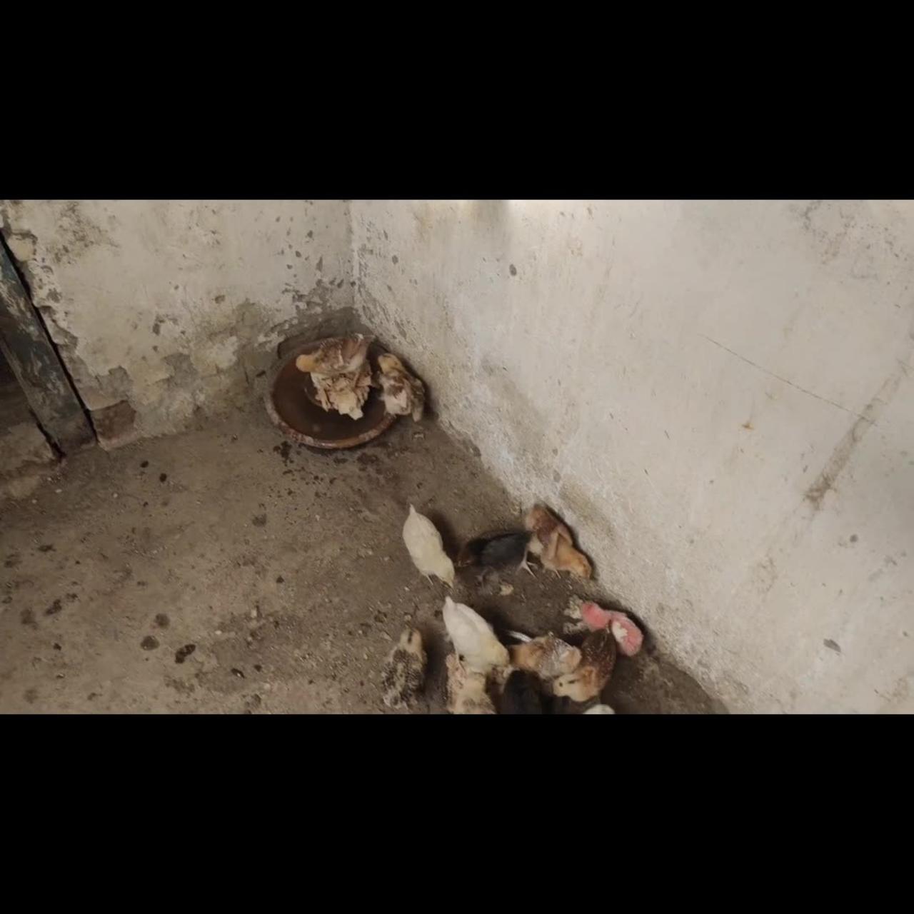 Home Zoo / sad news 😔 of my parrot 🦜 - One News Page VIDEO