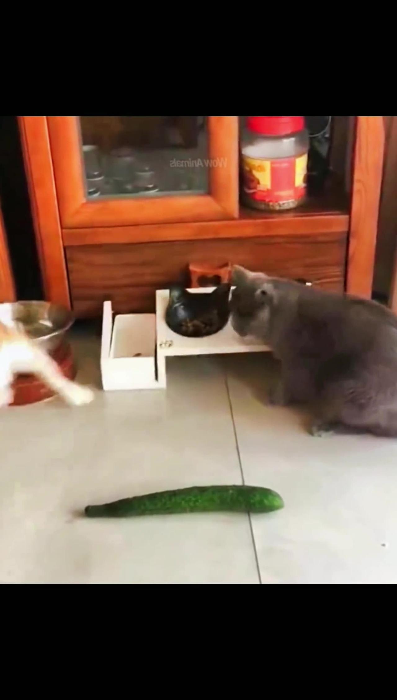 Every cat has a bad owner - One News Page VIDEO