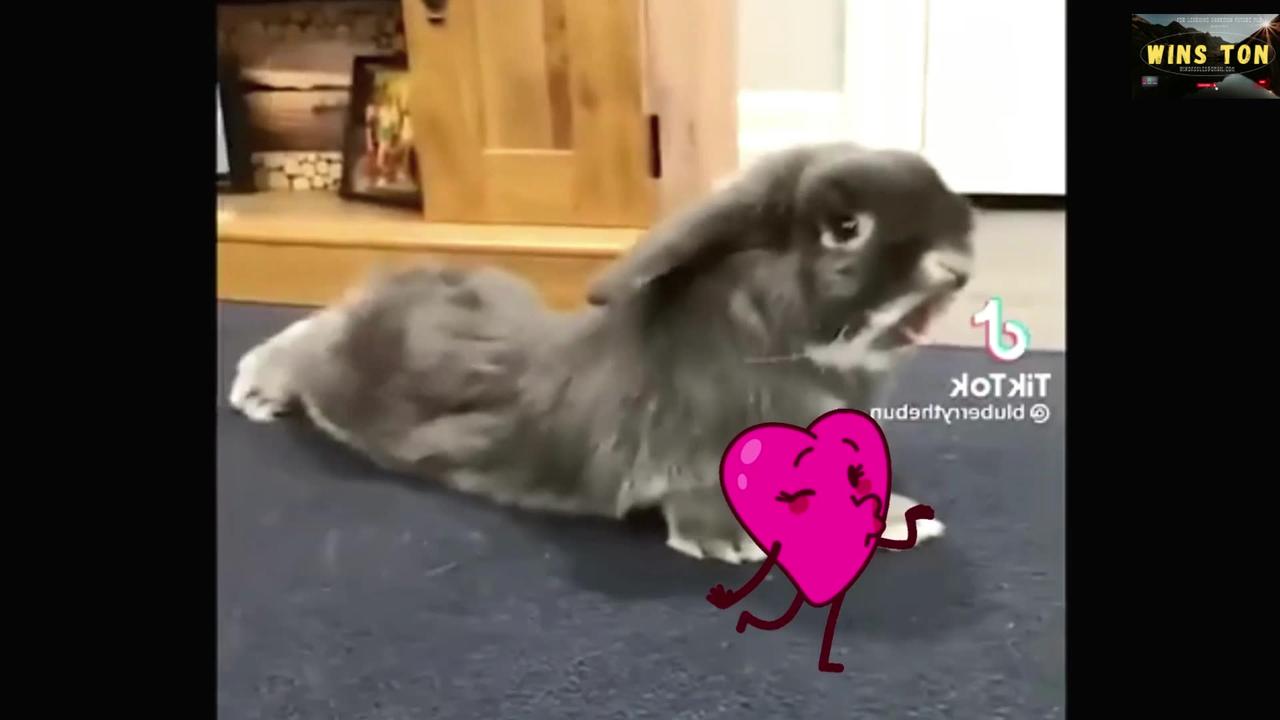 Heart Filled Funny And Cute Bunny minute. Bunny - One News Page VIDEO