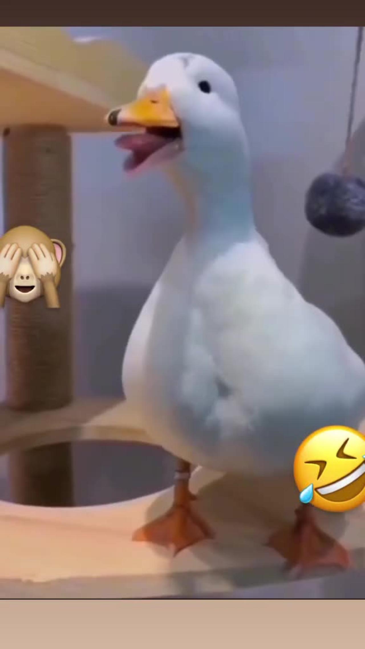 Duck smiles at donkey falling down - One News Page VIDEO