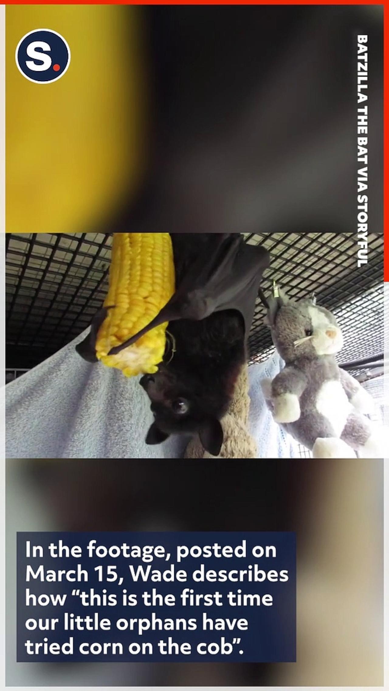 Rescued Bats Continue Recovery With Introduction - One News Page VIDEO