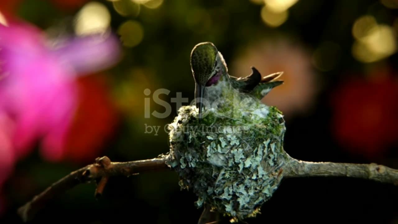 Humming bird life style must watch(wildlife - One News Page VIDEO