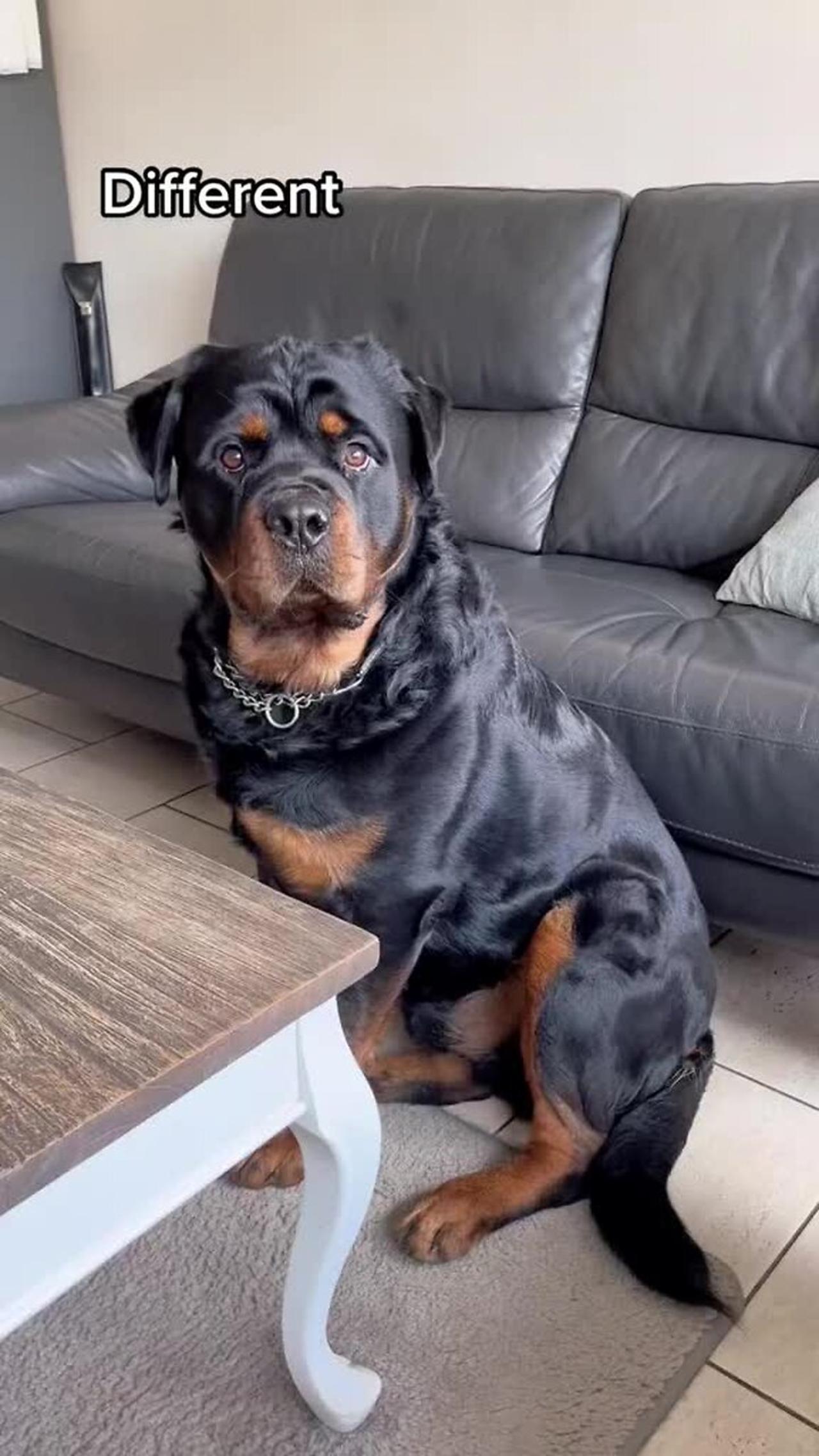 Rottweiler has many different faces!.mp4 - One News Page VIDEO