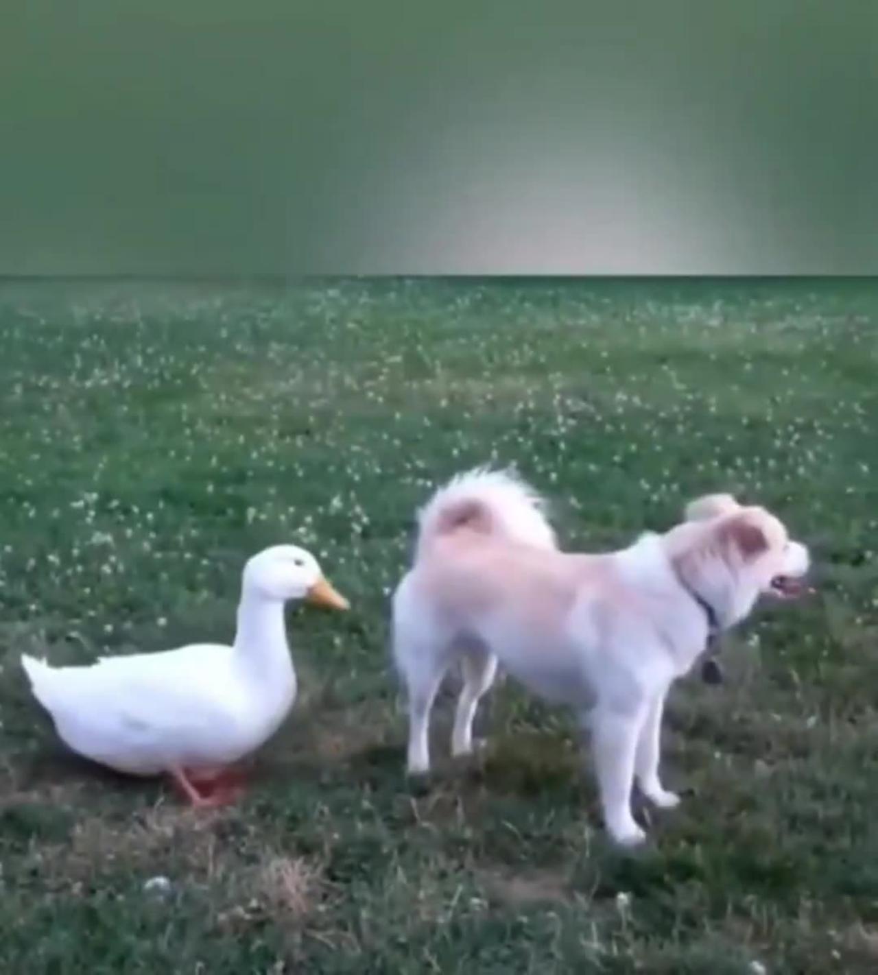 Funniest Animals 2023 Funniest cat and Dogs Part - One News Page VIDEO