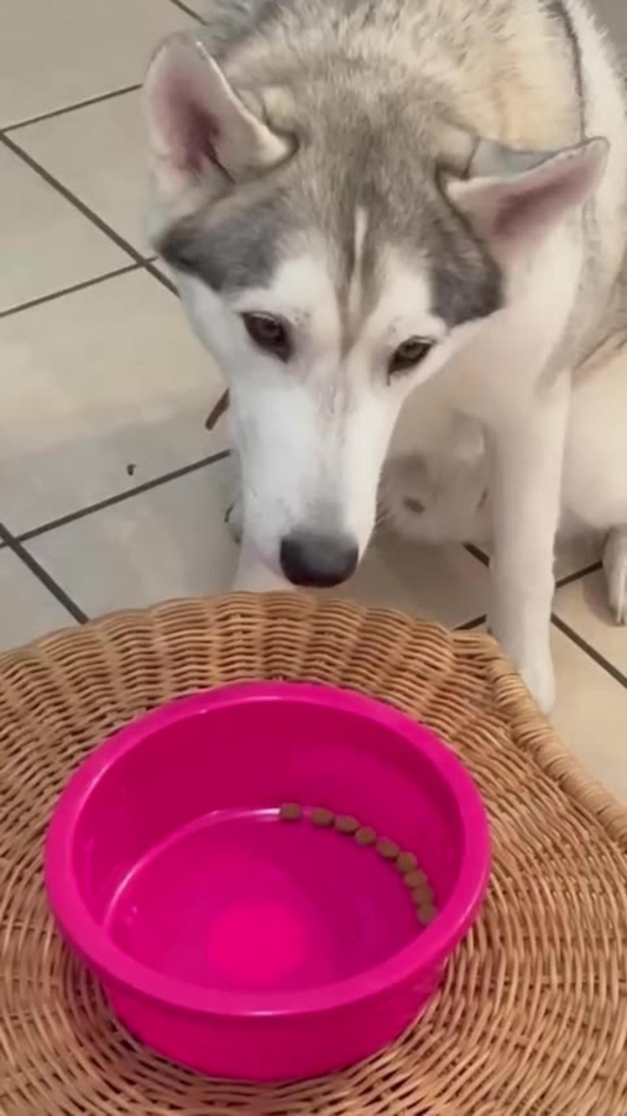 #dog viral video - One News Page VIDEO