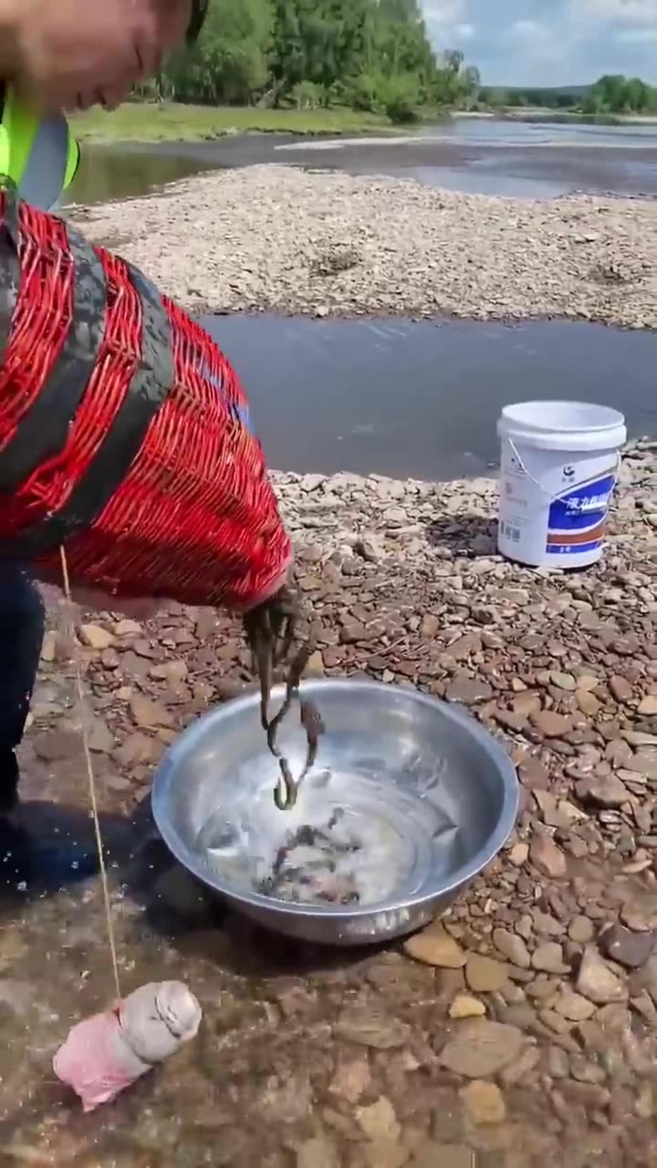 Simple Primitive Technology Used in a Fish Trap - One News Page VIDEO