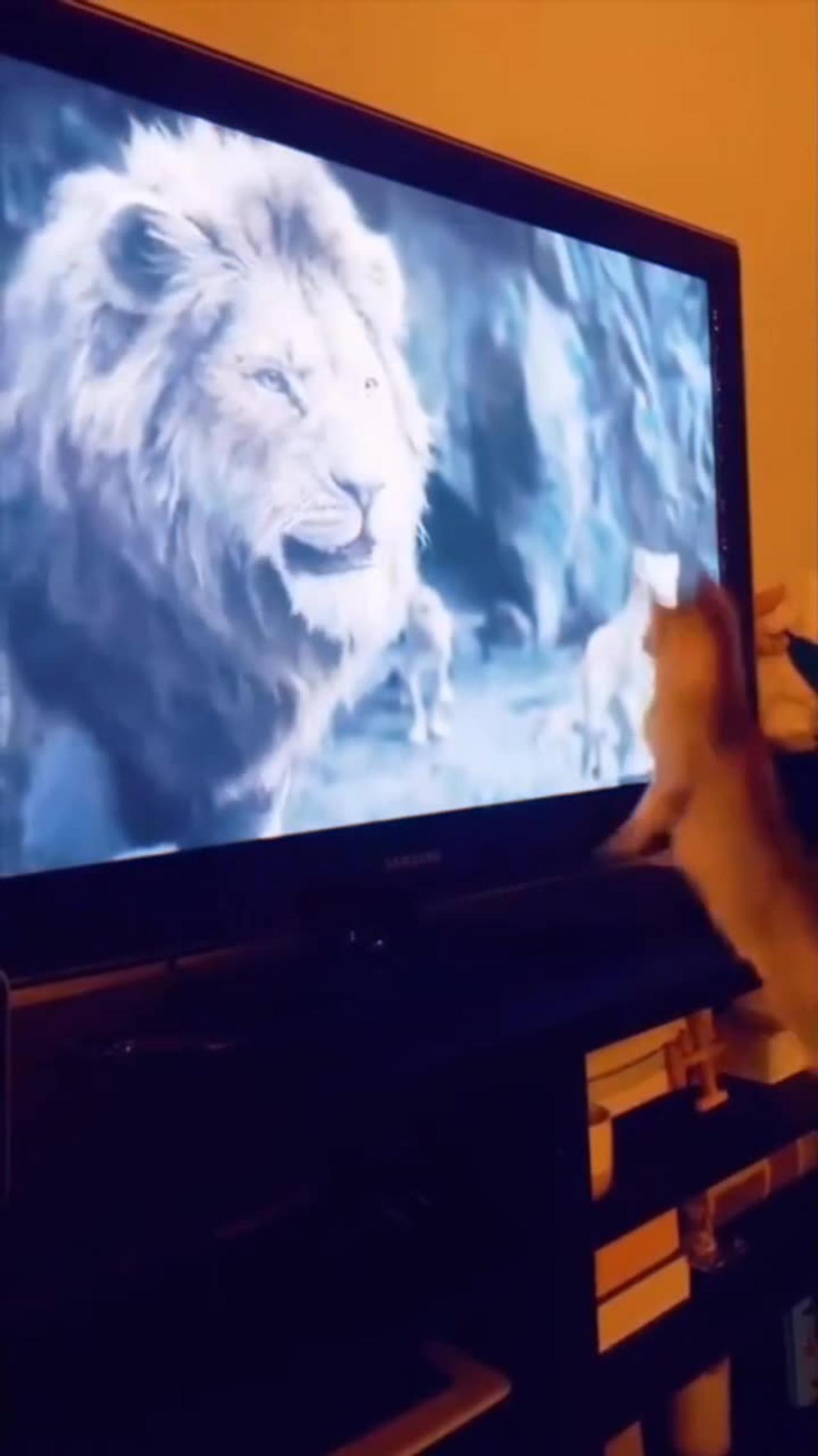 Cat shock to seen Human, Animal and Toys - One News Page VIDEO