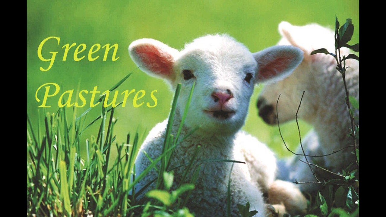 Shepherds and Sheep — In Green Pastures - One News Page VIDEO