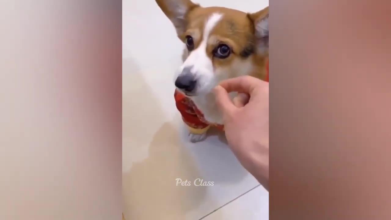 Funniest Animal Videos- Funny Catsand Crazy Dogs - One News Page VIDEO