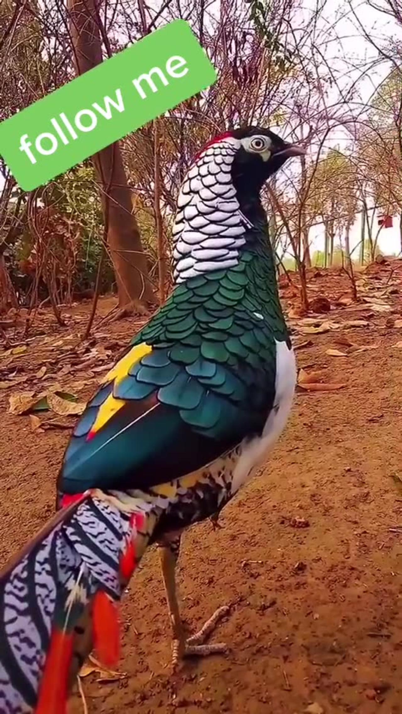 The Rare Birds - One News Page VIDEO